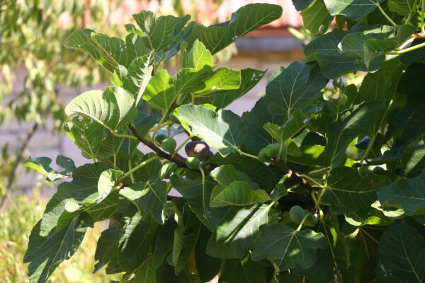 It's not superstition that kept fig trees away from the house, it's ...